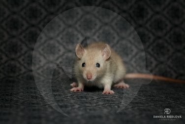 Odchované vrhy - El Fuego :: nightmare-rattery